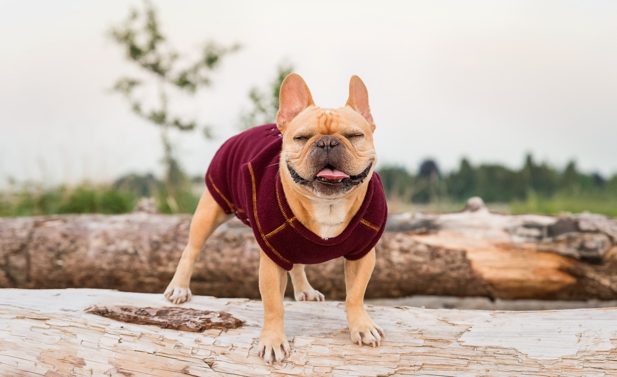 Pet Photography Vancouver BC | High Paw Photography