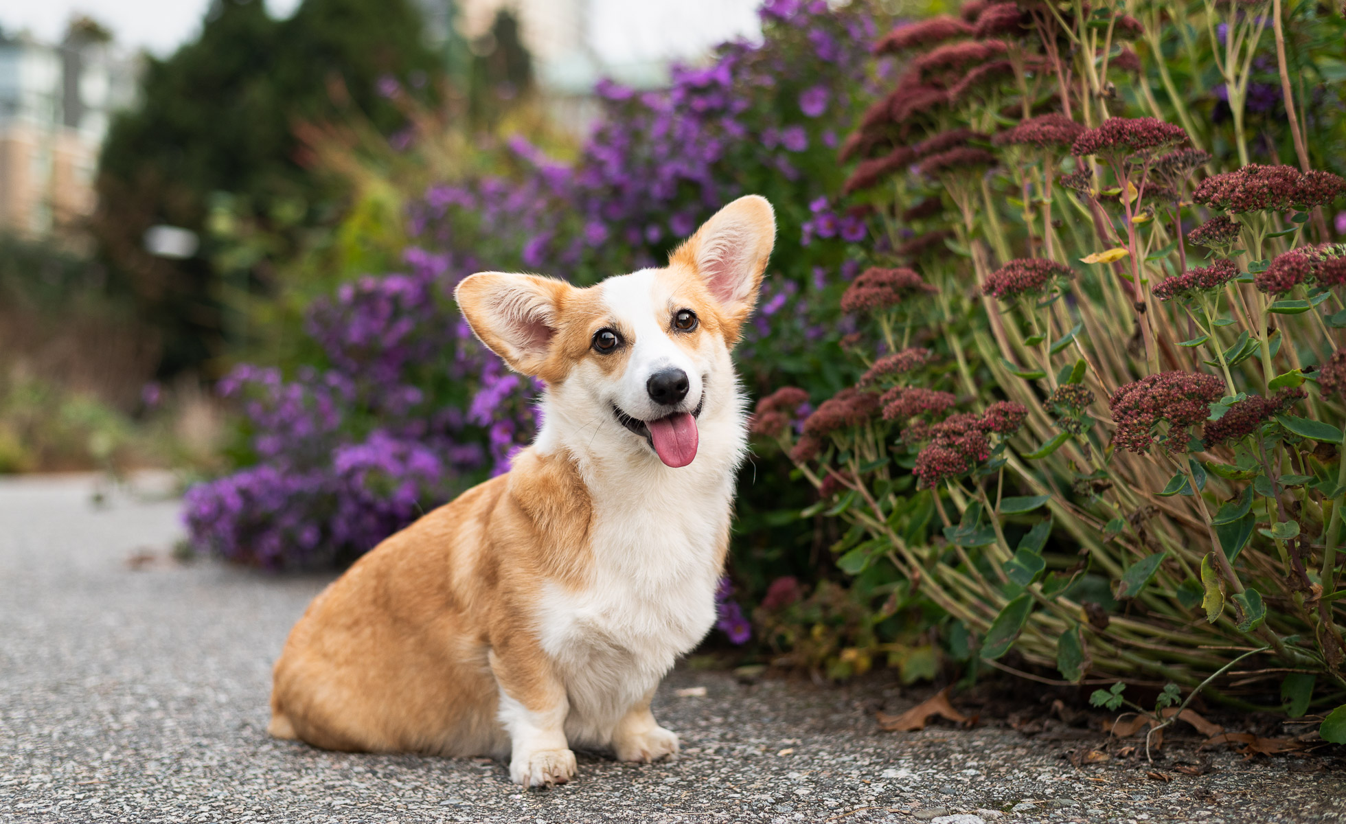 Pet Photography Vancouver BC | High Paw Photography